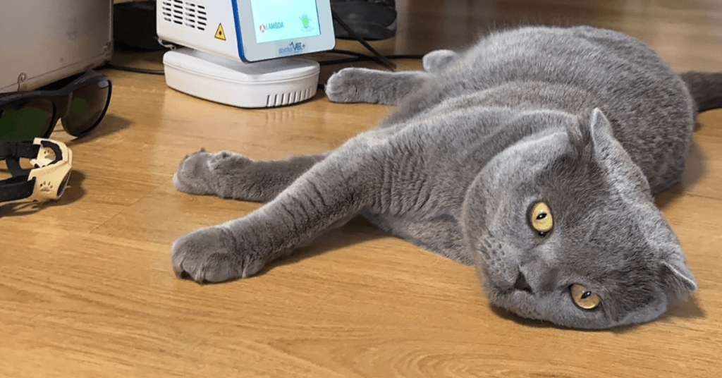 ¿Por qué mi gato tiene una calva? Causas comunes y cómo actuar - Vet2Go ...